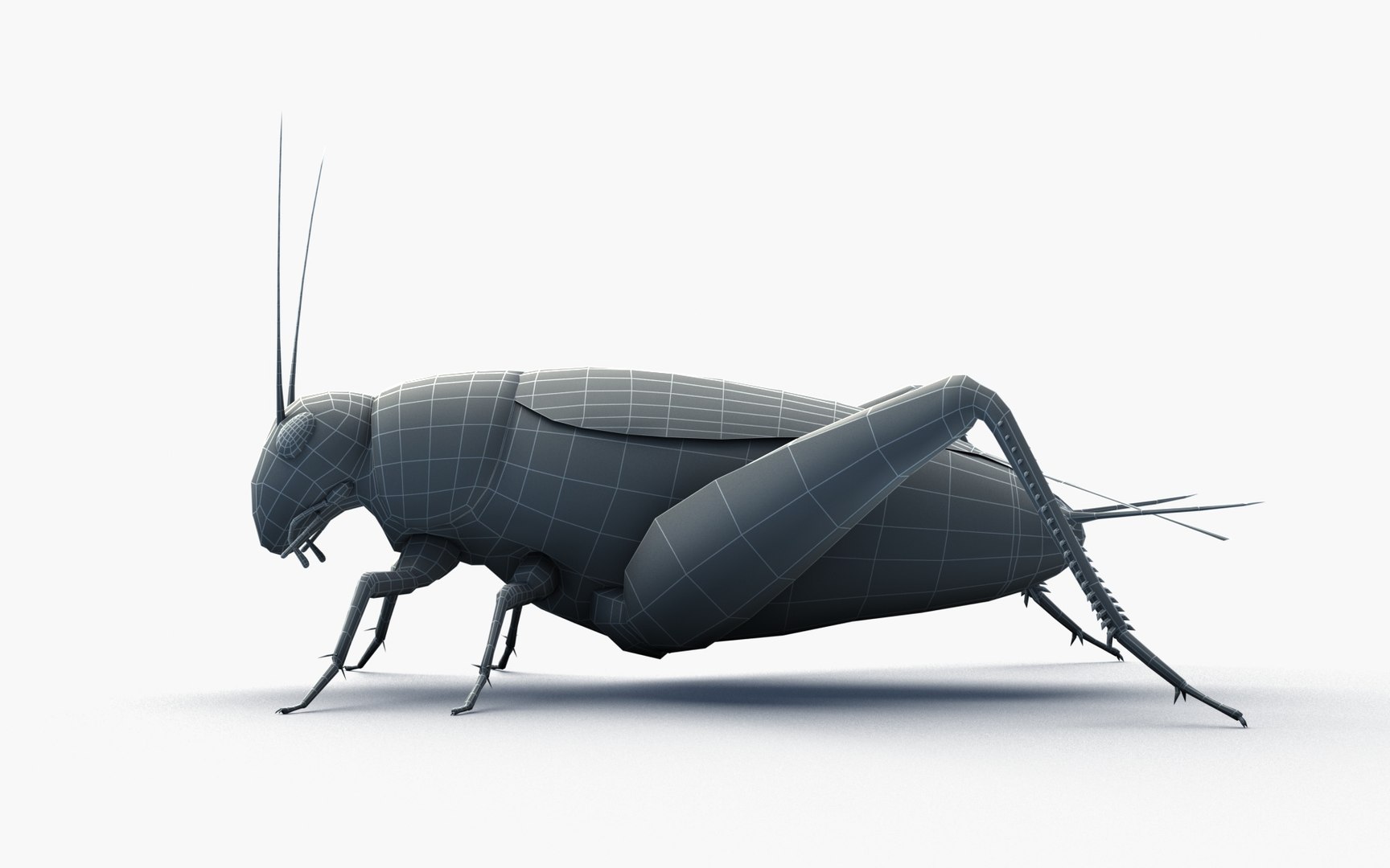 3D cricket nature bug model - TurboSquid 1680354