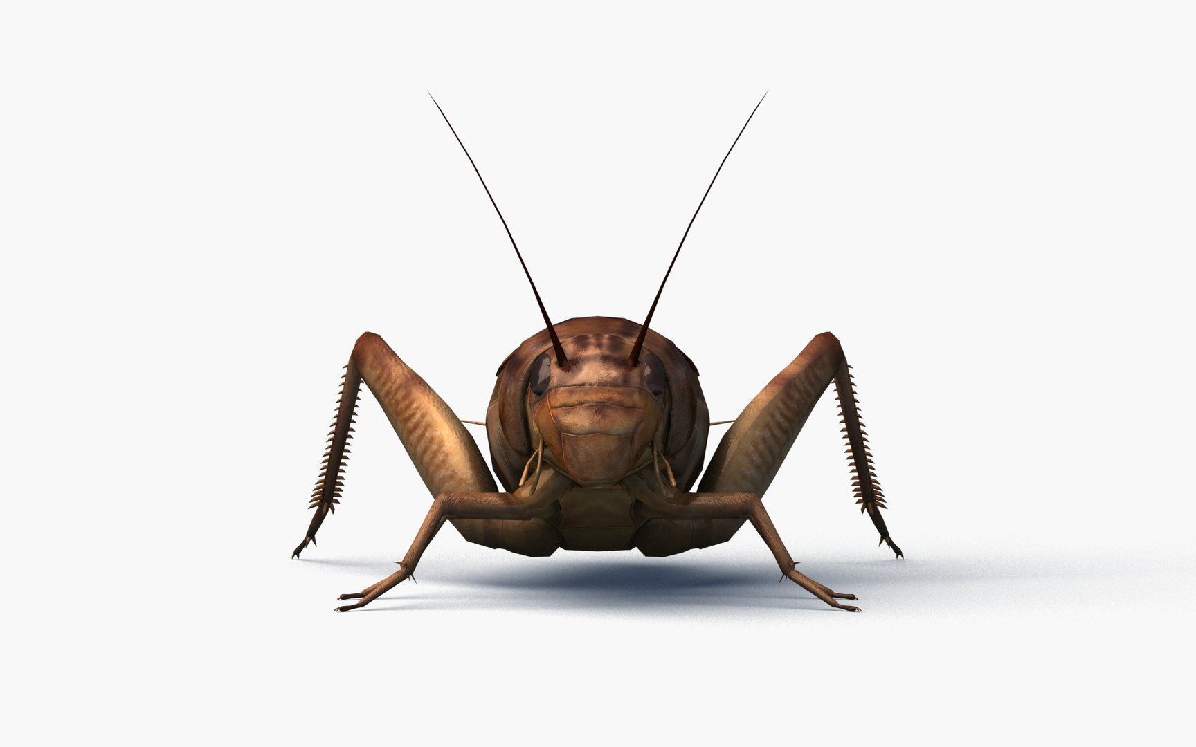3D cricket nature bug model - TurboSquid 1680354
