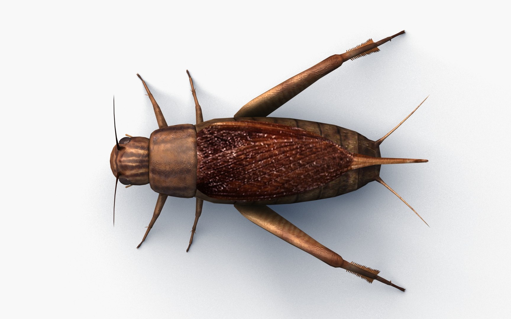 3D cricket nature bug model - TurboSquid 1680354