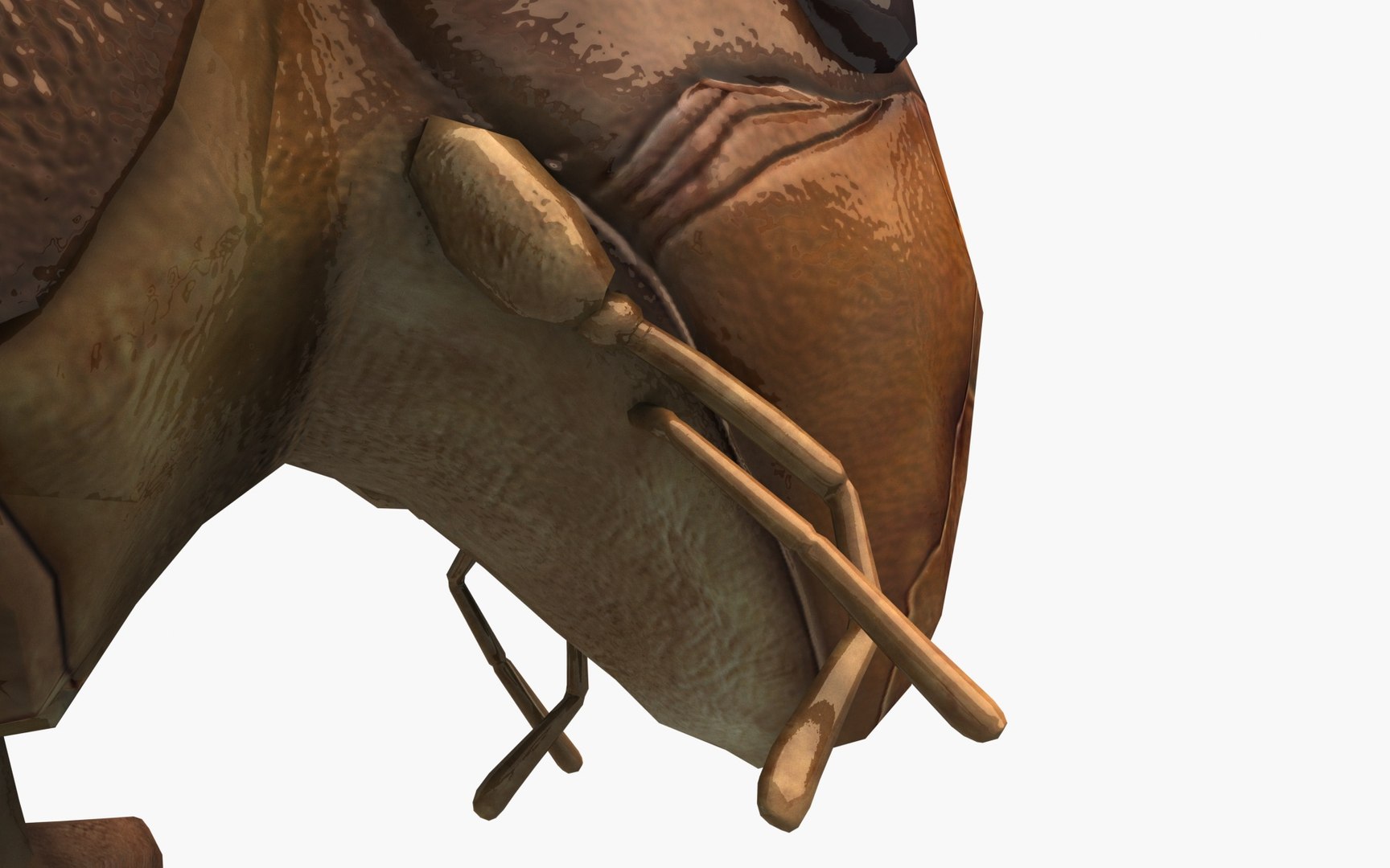 3D cricket nature bug model - TurboSquid 1680354