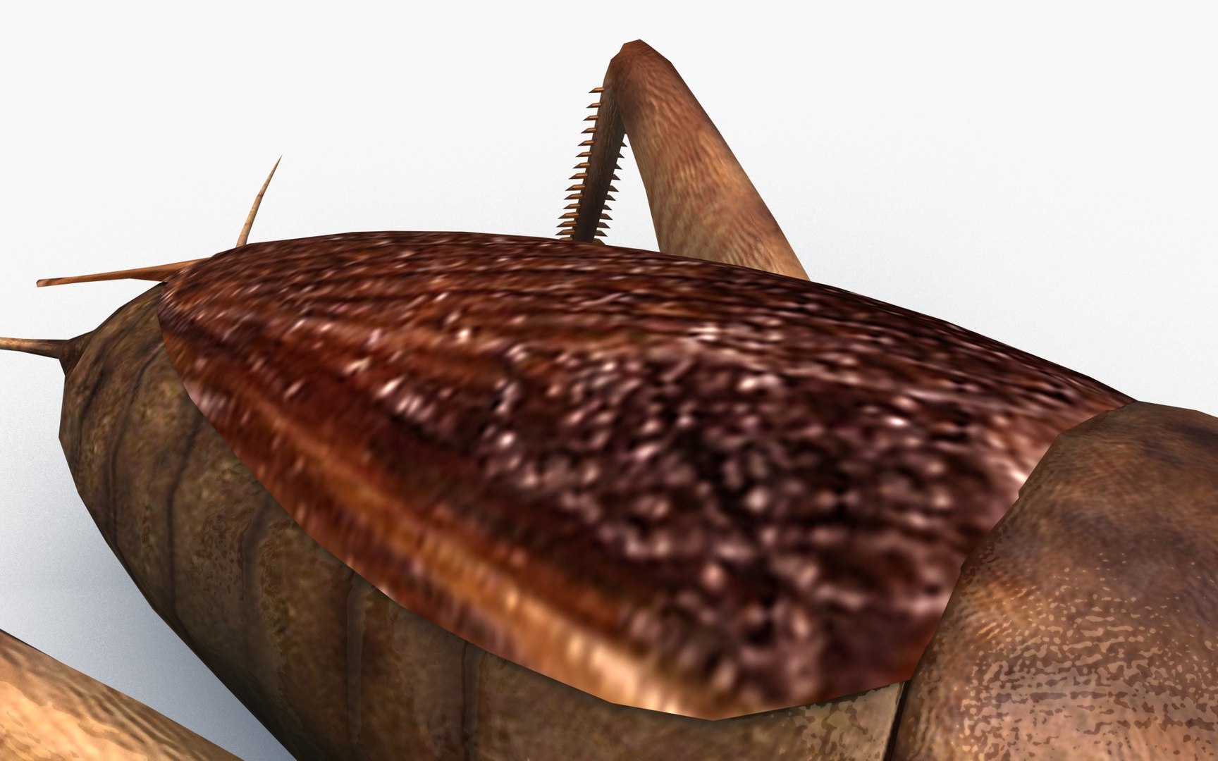 3D cricket nature bug model - TurboSquid 1680354