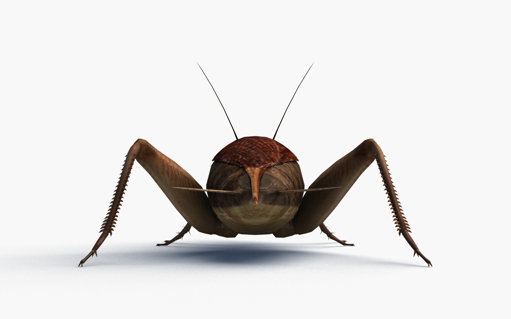 3D cricket nature bug model - TurboSquid 1680354