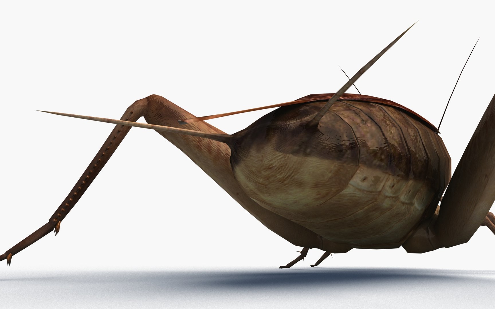3D cricket nature bug model - TurboSquid 1680354