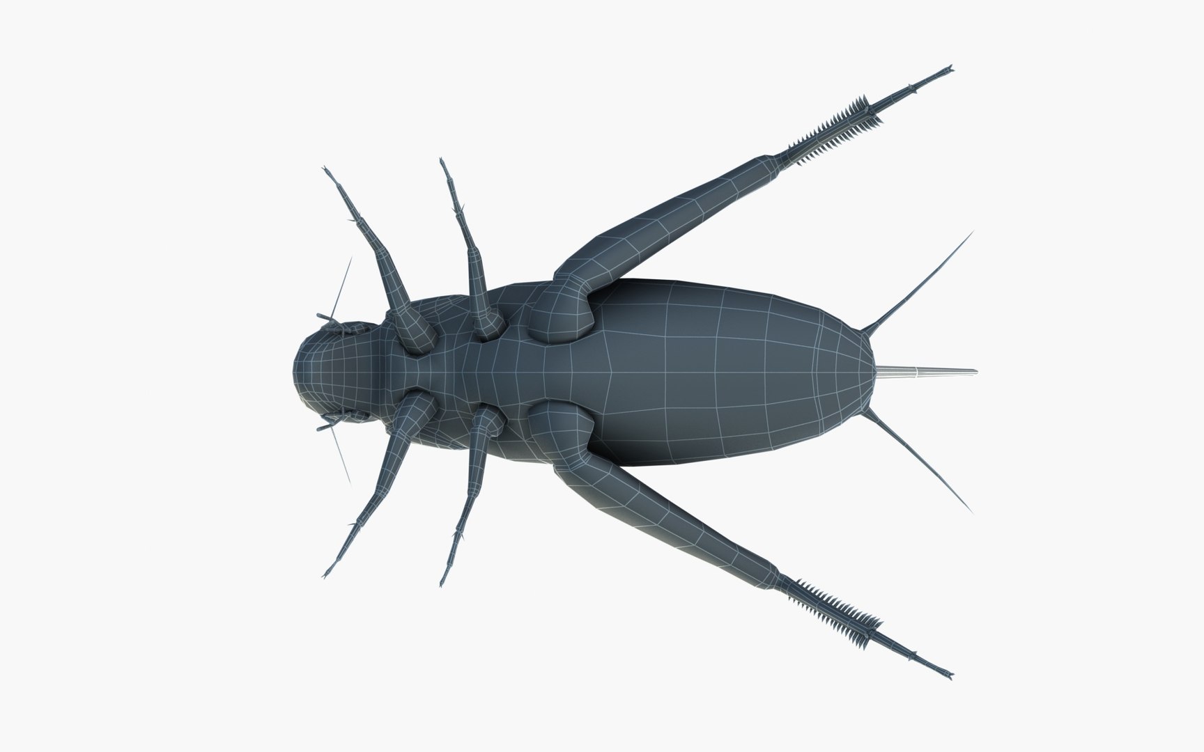 3D cricket nature bug model - TurboSquid 1680354