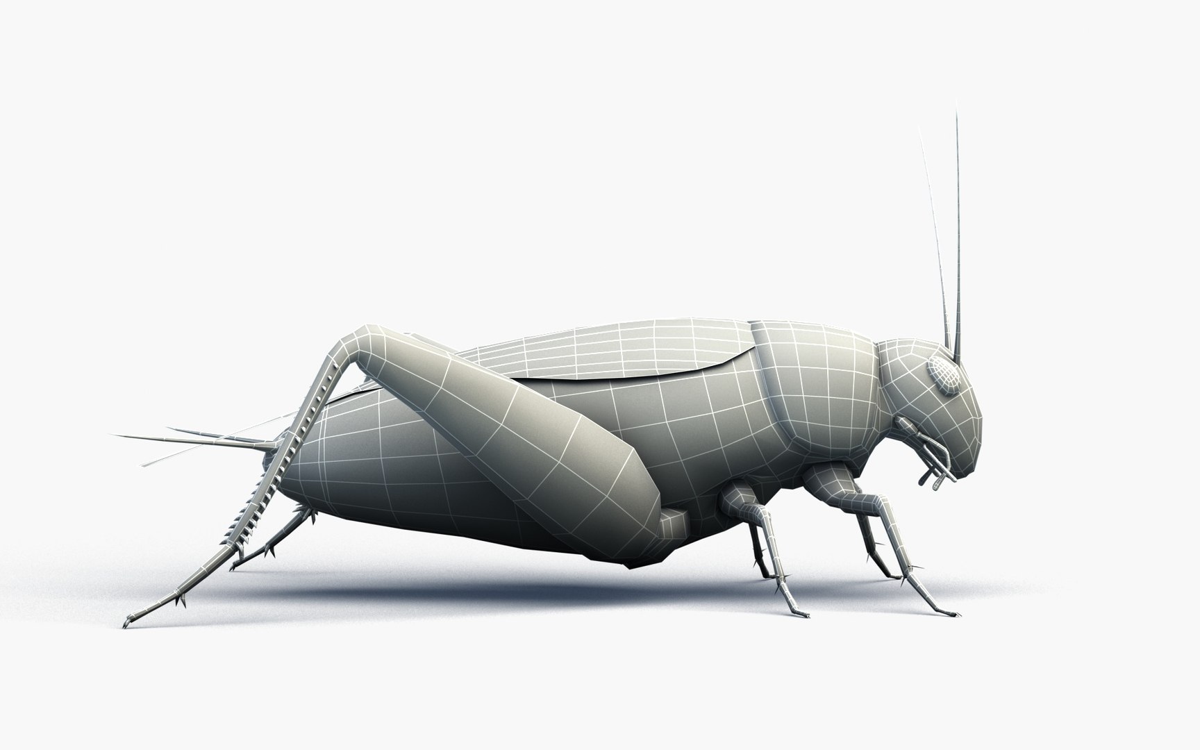 3D cricket nature bug model - TurboSquid 1680354