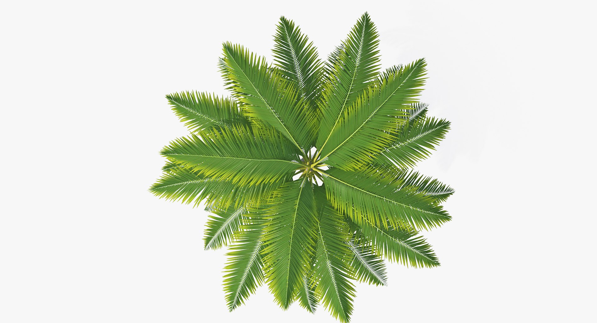 Palm 02 3D Model - TurboSquid 1393583
