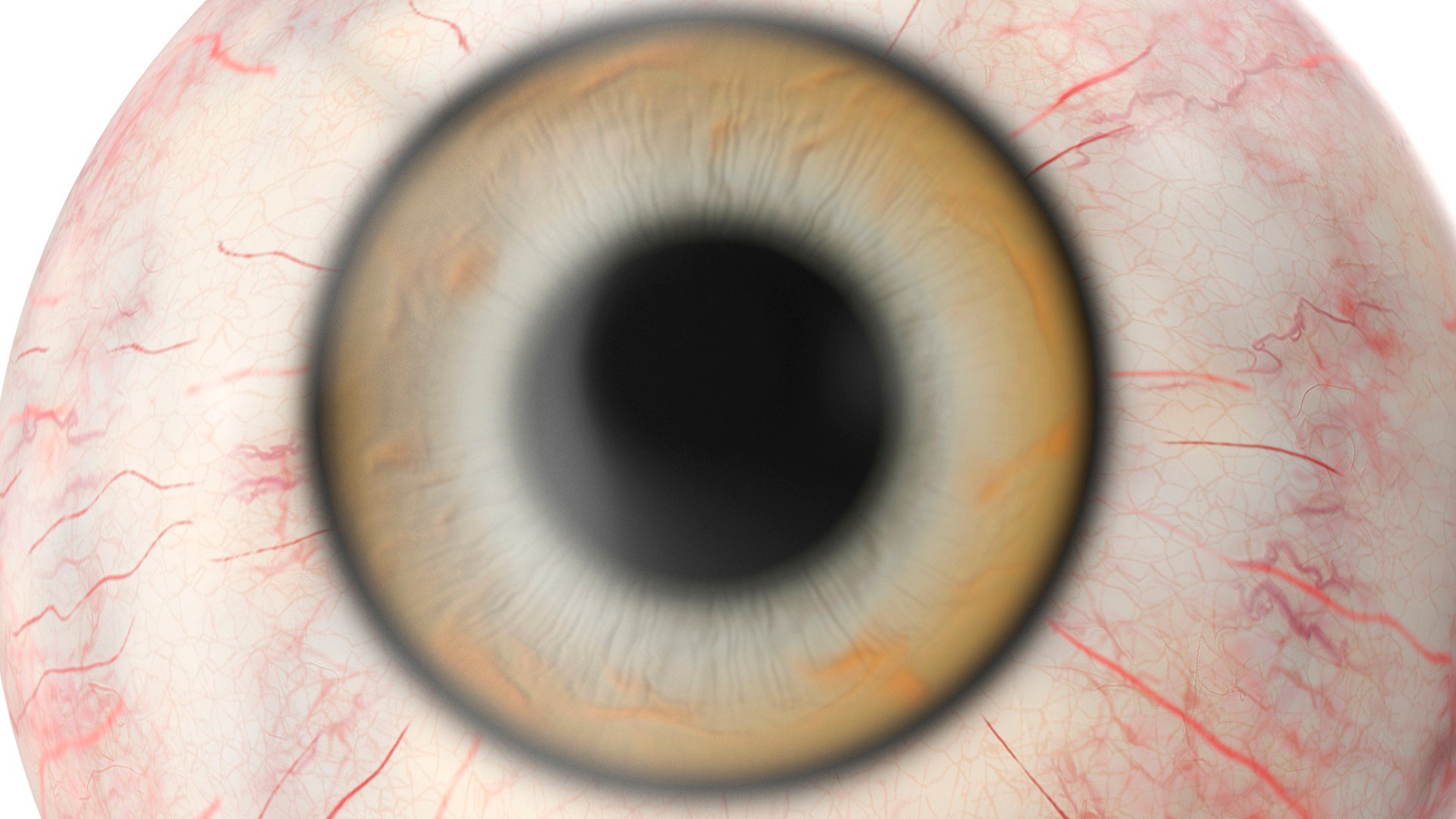 3D Model Realistic Dog Eye - TurboSquid 2193365