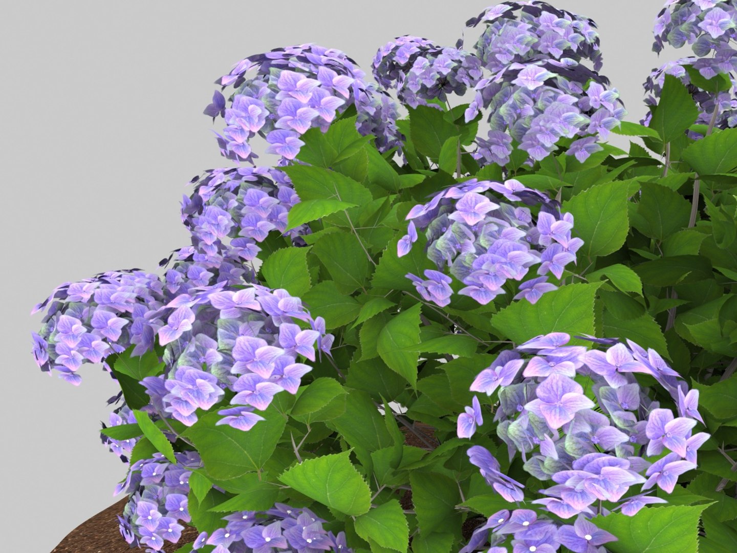 3D hydrangea flowers landscaping model - TurboSquid 1321727
