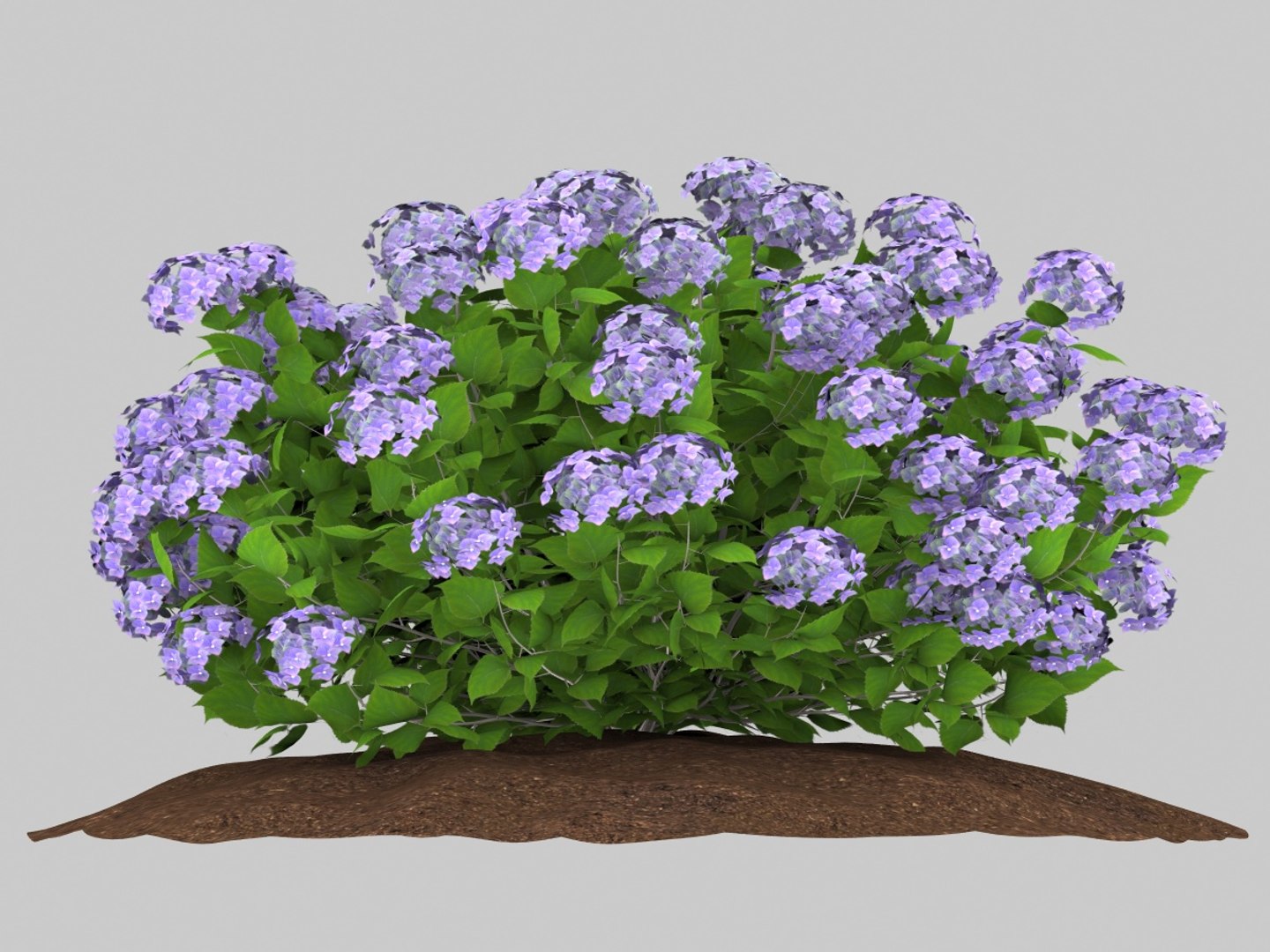 3D hydrangea flowers landscaping model - TurboSquid 1321727
