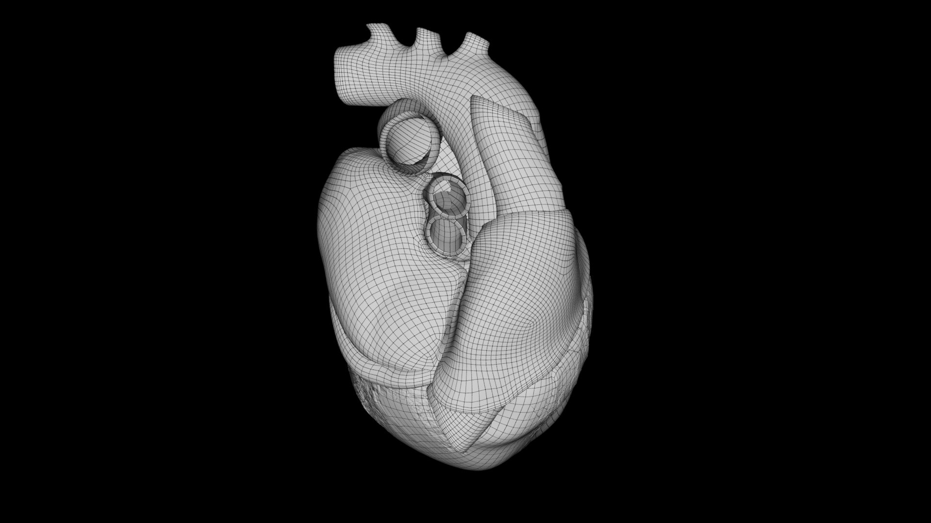 Human Anatomy-Heart 3D Model - TurboSquid 2216955