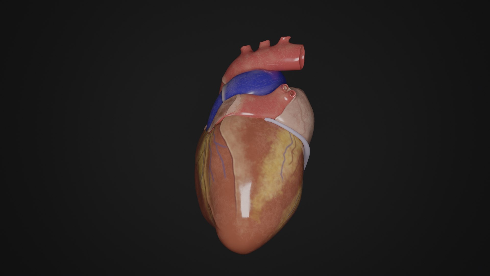 Human Anatomy-Heart 3D Model - TurboSquid 2216955