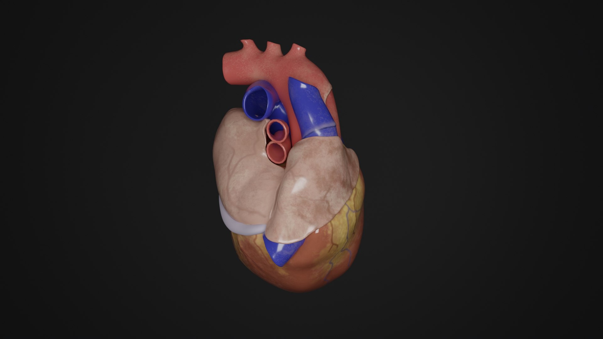 Human Anatomy-Heart 3D Model - TurboSquid 2216955