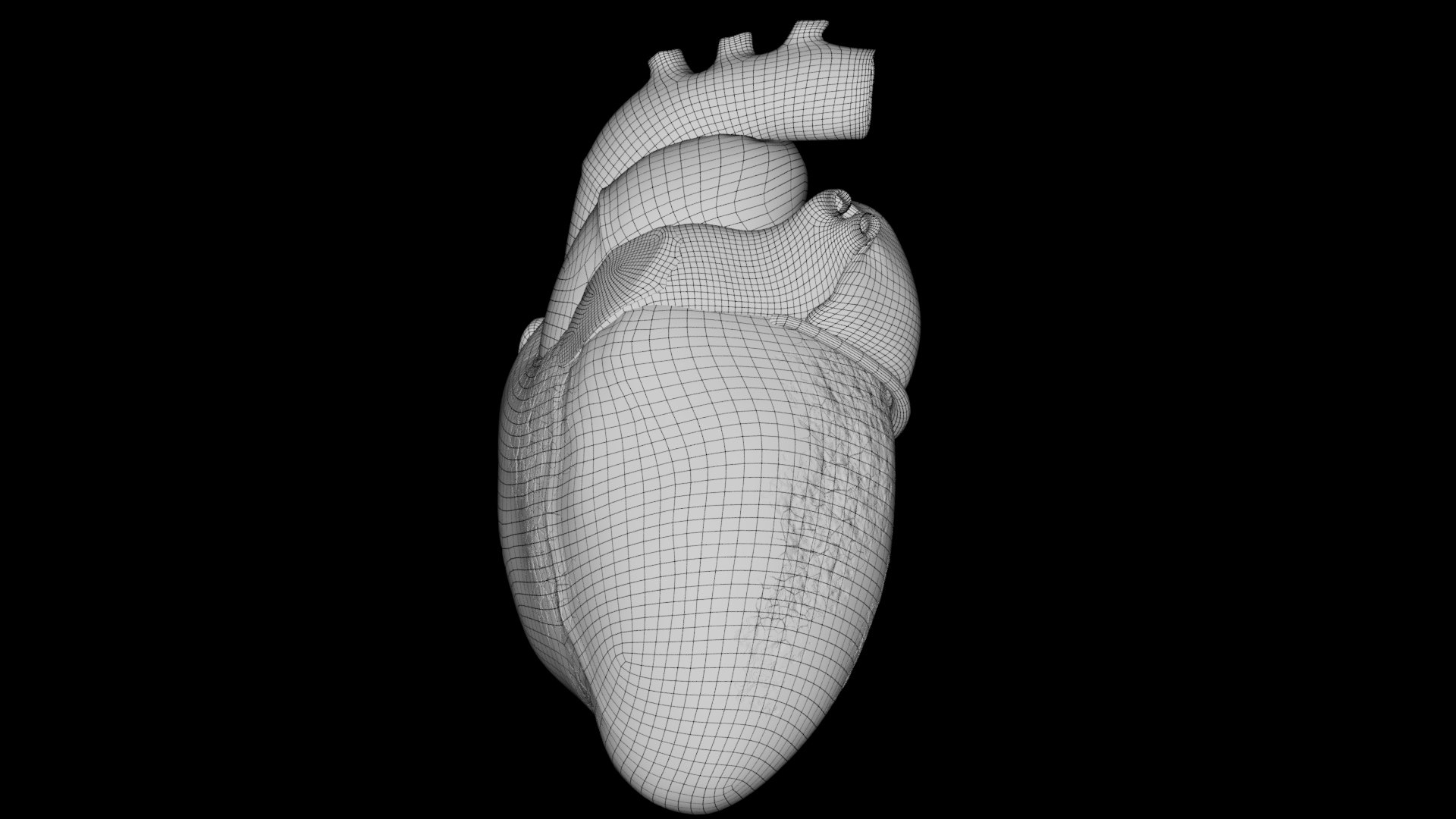 Human Anatomy-Heart 3D Model - TurboSquid 2216955