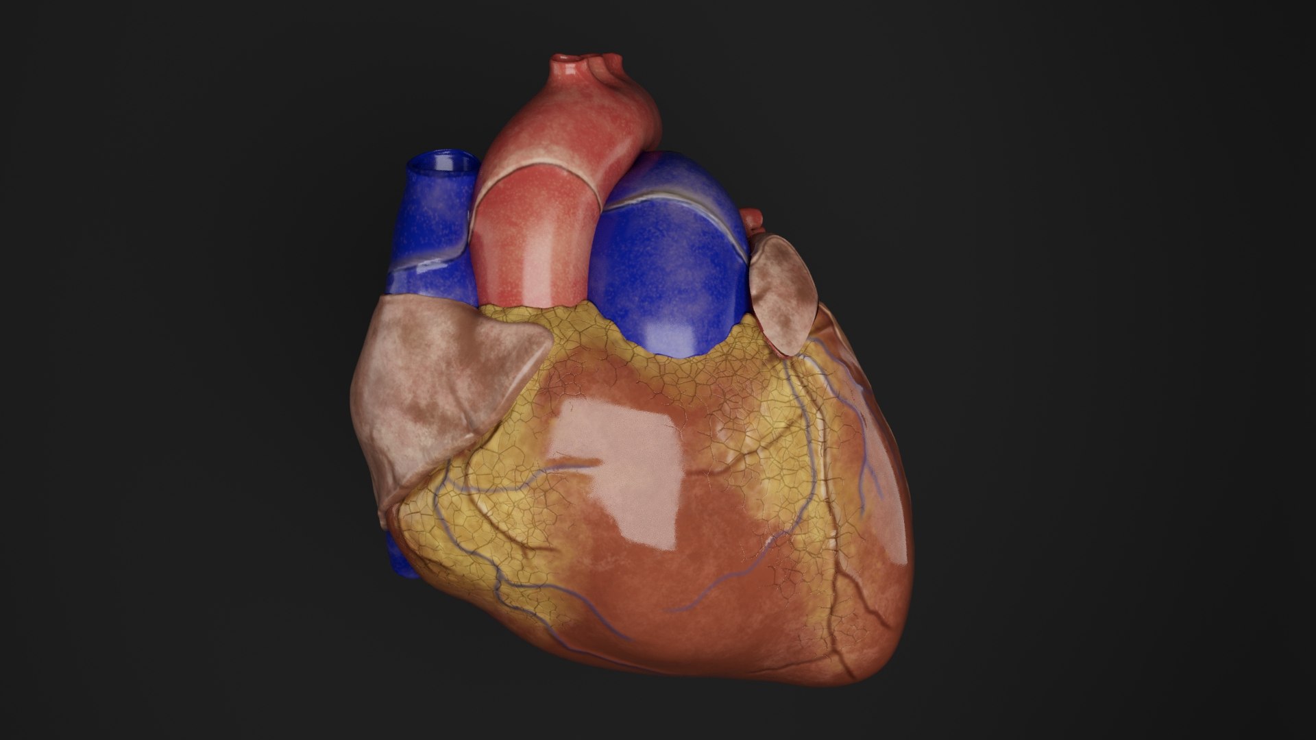 Human Anatomy-Heart 3D Model - TurboSquid 2216955