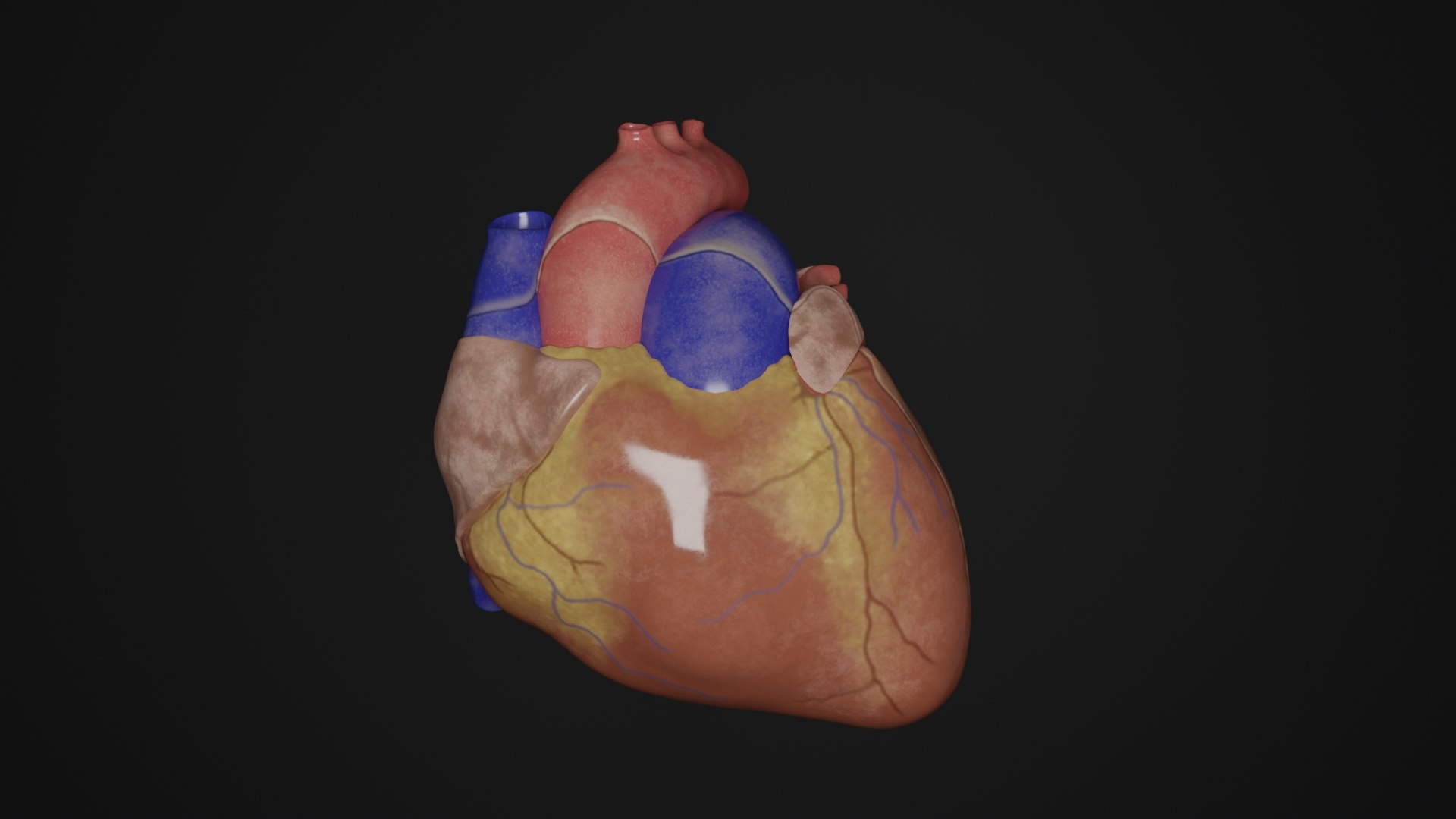 Human Anatomy-Heart 3D Model - TurboSquid 2216955