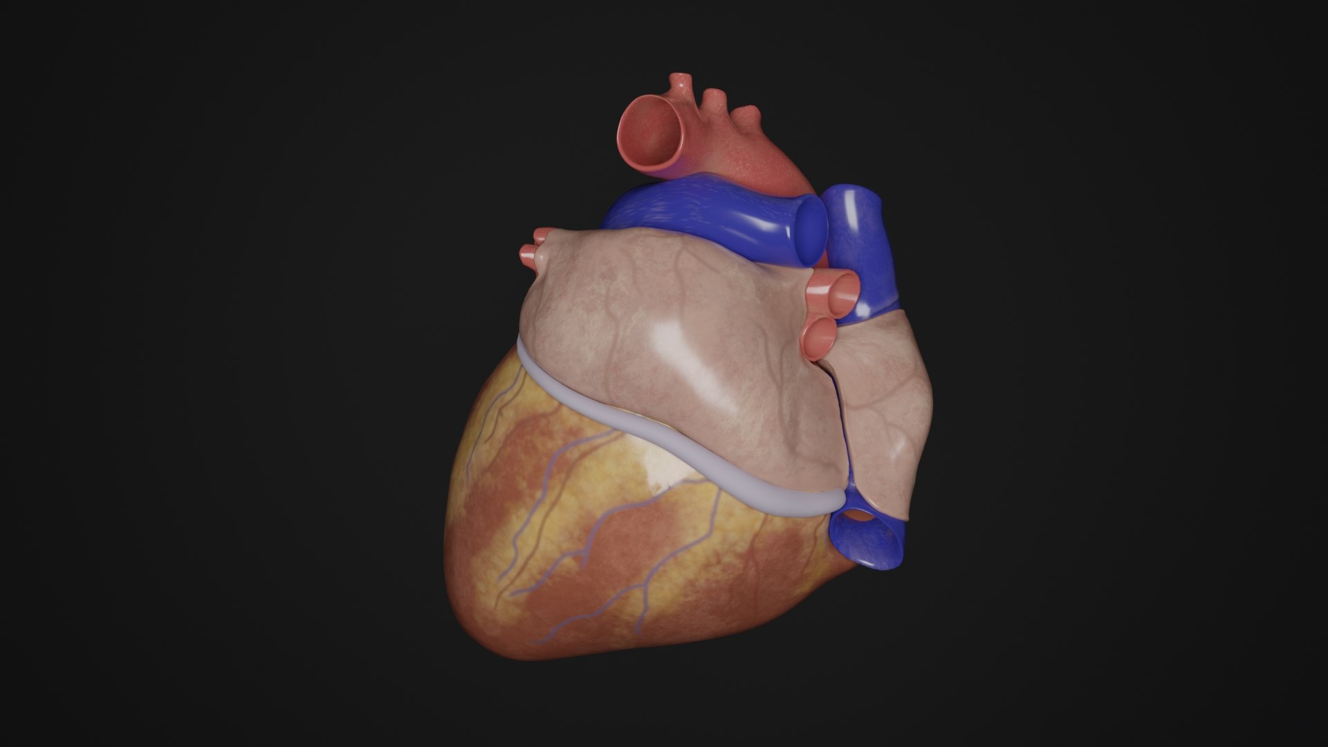 Human Anatomy-Heart 3D Model - TurboSquid 2216955