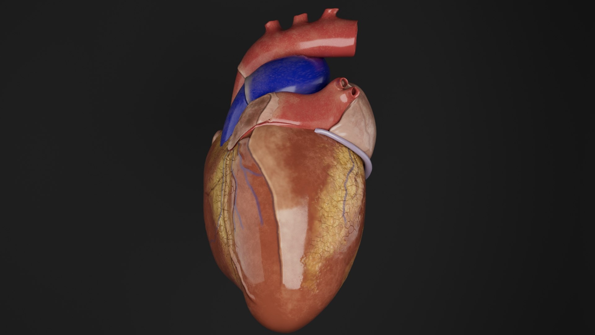 Human Anatomy-Heart 3D Model - TurboSquid 2216955