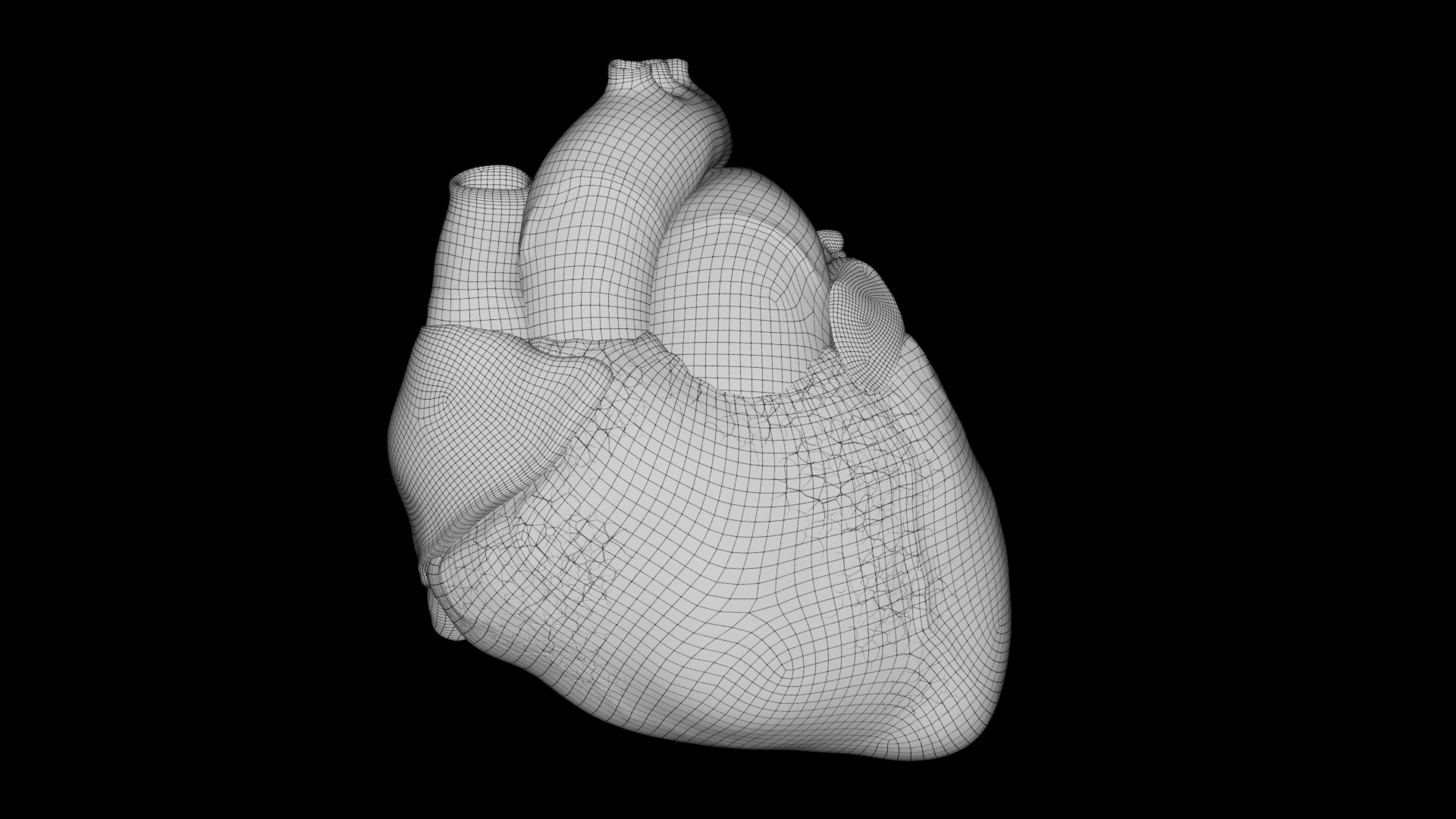 Human Anatomy-Heart 3D Model - TurboSquid 2216955