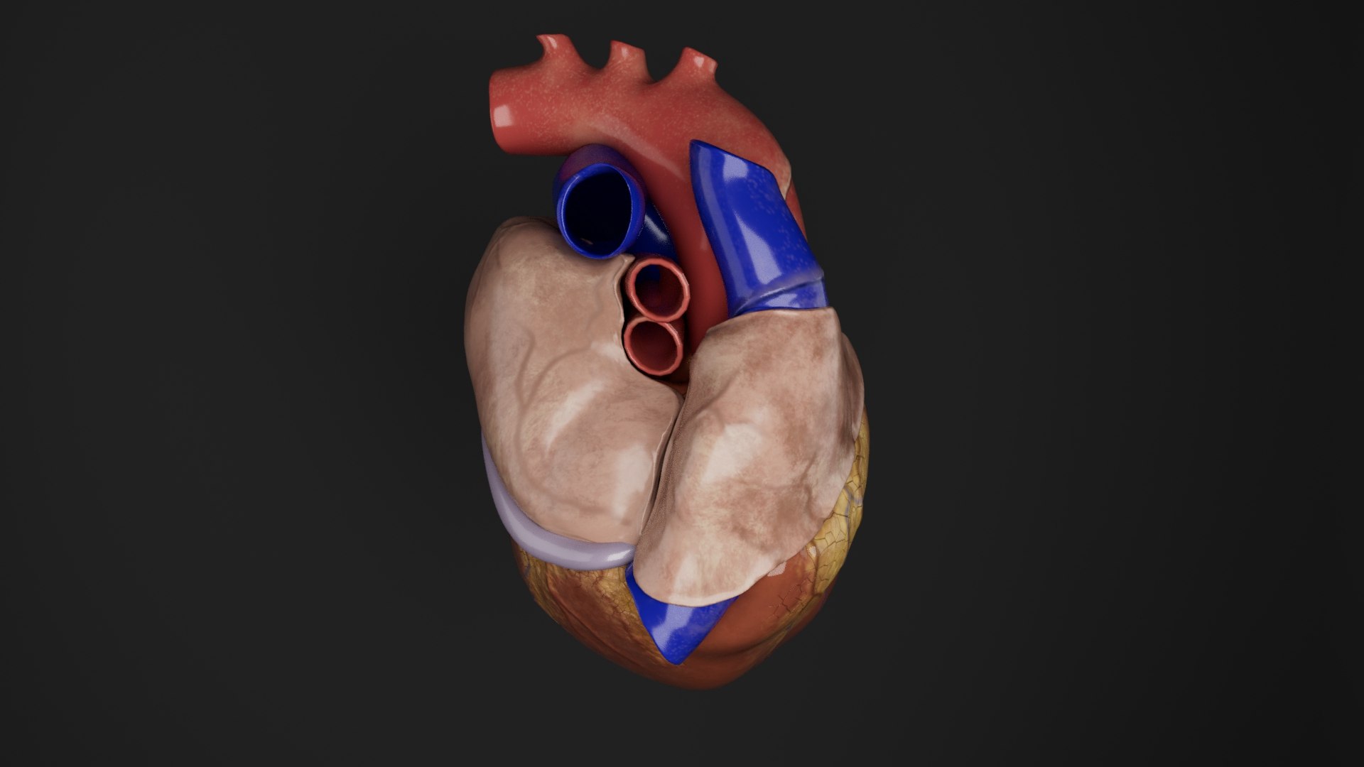 Human Anatomy-Heart 3D Model - TurboSquid 2216955