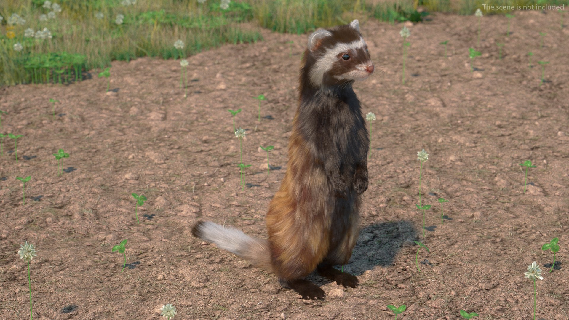 Vormela Peregusna Stands On His Hind Legs Fur 3D - TurboSquid 2206773