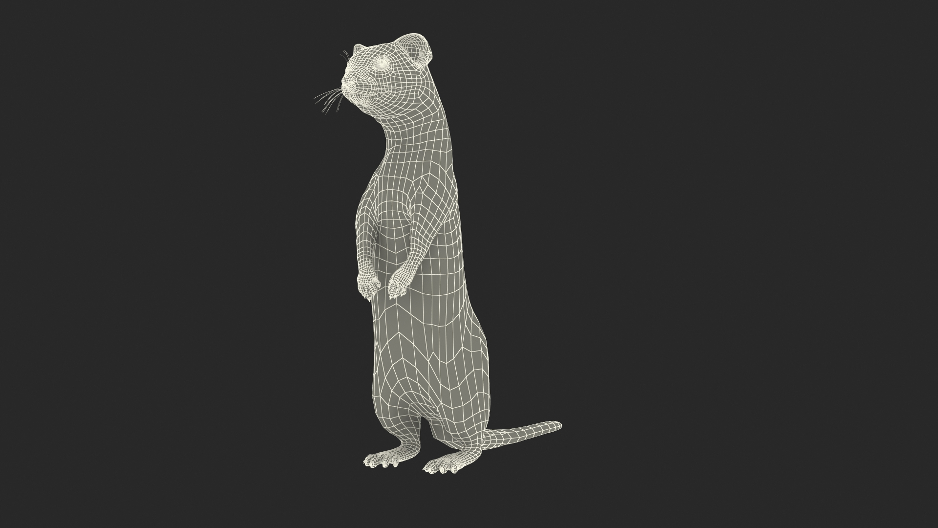 Vormela Peregusna Stands On His Hind Legs Fur 3D - TurboSquid 2206773