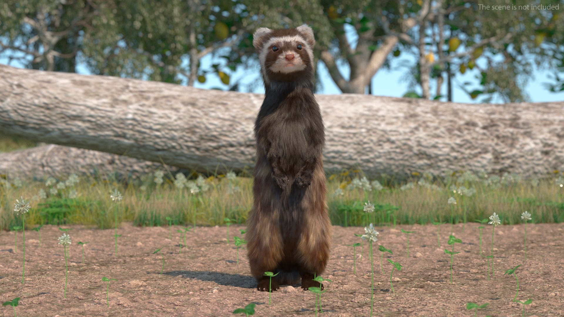 Vormela Peregusna Stands On His Hind Legs Fur 3D - TurboSquid 2206773