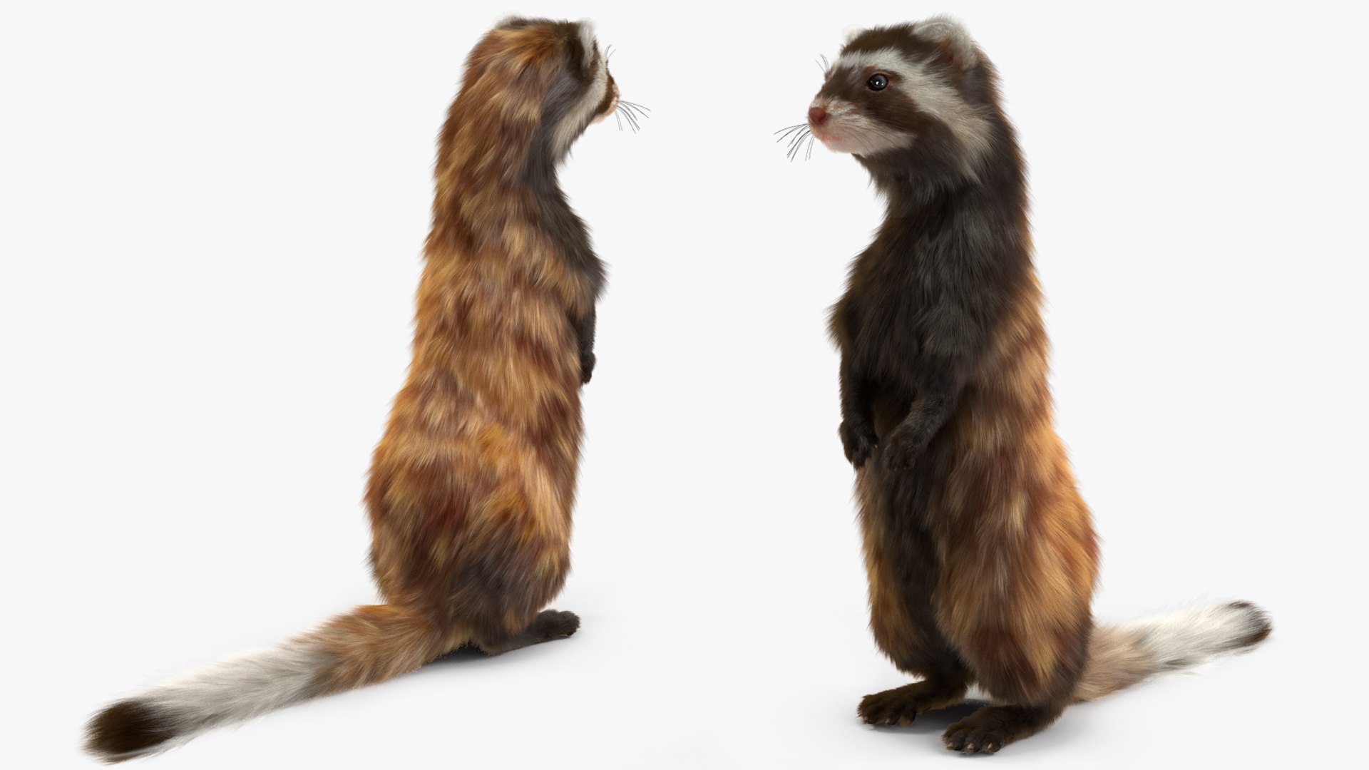 Vormela Peregusna Stands On His Hind Legs Fur 3D - TurboSquid 2206773