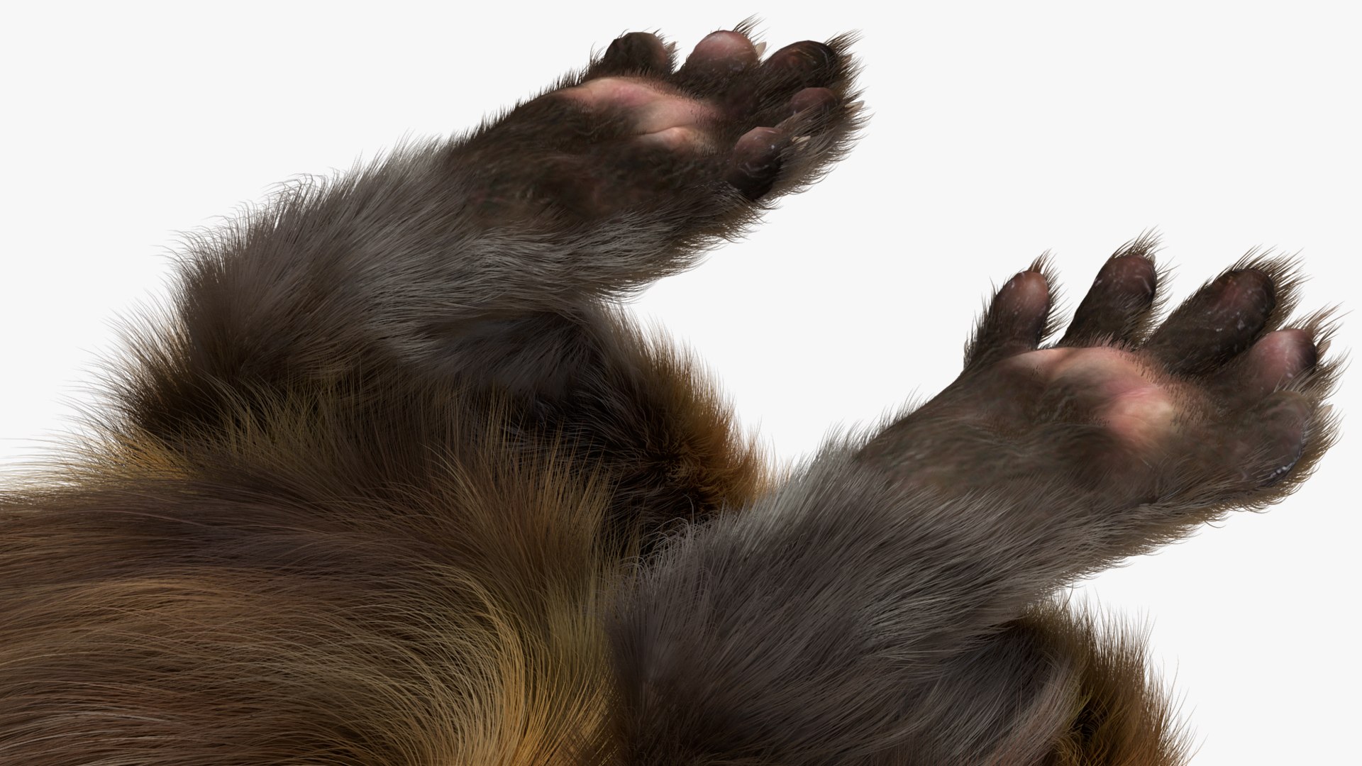 Vormela Peregusna Stands On His Hind Legs Fur 3D - TurboSquid 2206773