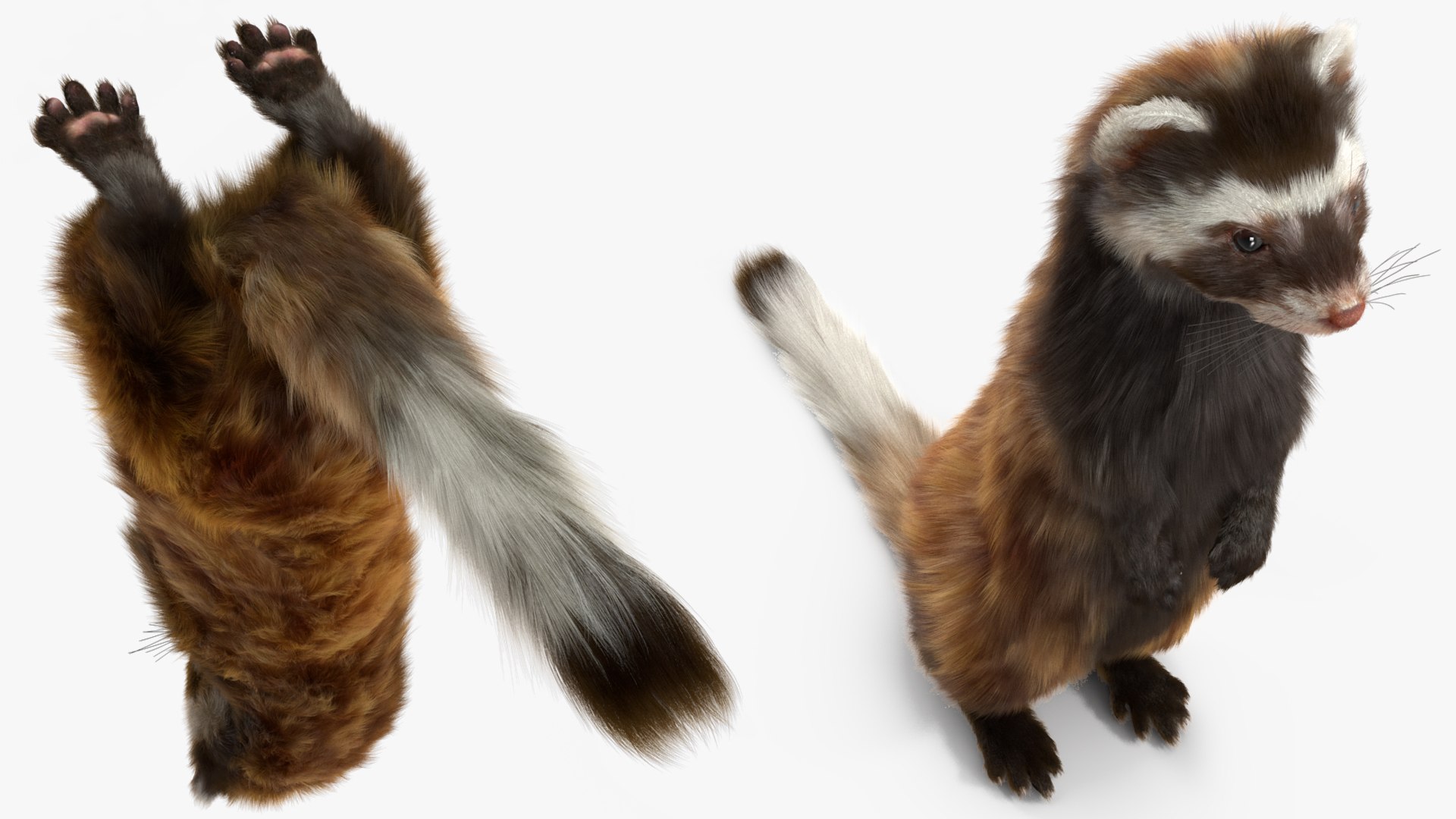 Vormela Peregusna Stands On His Hind Legs Fur 3D - TurboSquid 2206773