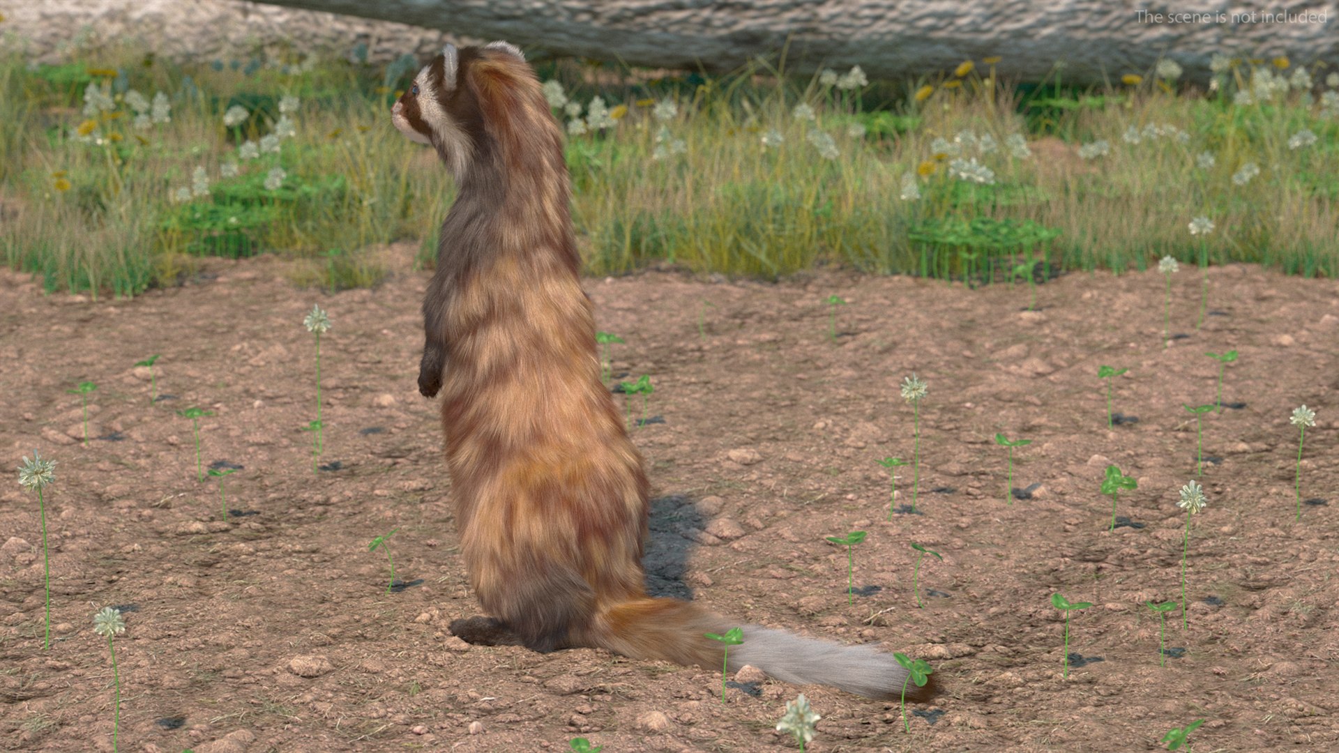 Vormela Peregusna Stands On His Hind Legs Fur 3D - TurboSquid 2206773