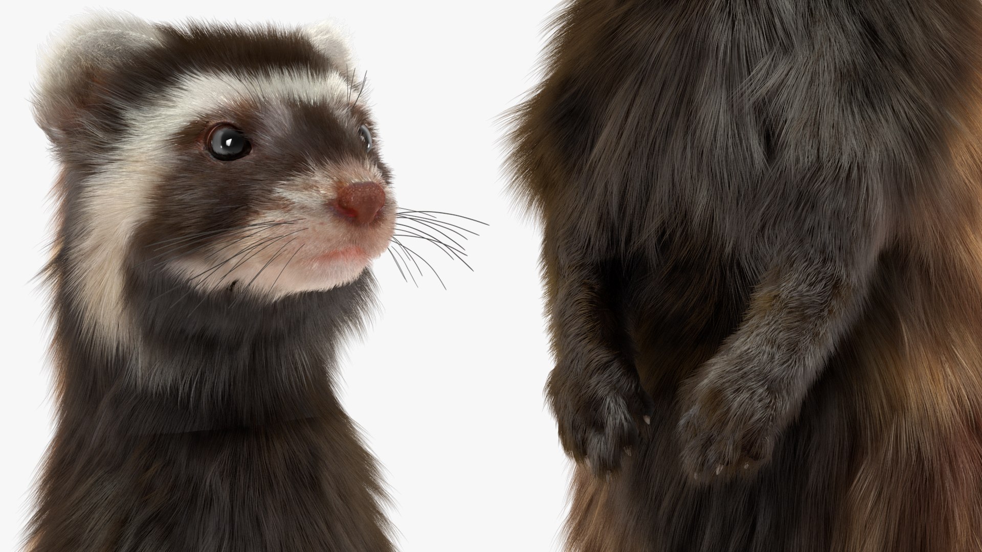 Vormela Peregusna Stands On His Hind Legs Fur 3D - TurboSquid 2206773