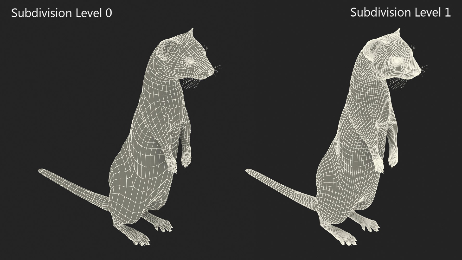 Vormela Peregusna Stands On His Hind Legs Fur 3D - TurboSquid 2206773