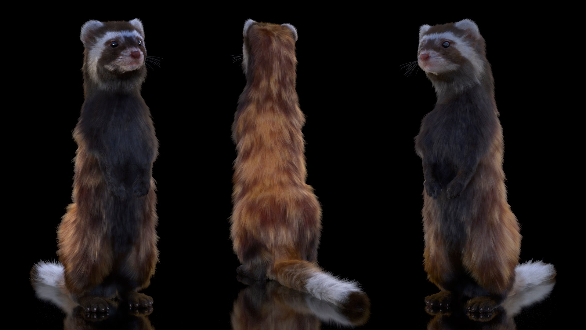 Vormela Peregusna Stands On His Hind Legs Fur 3D - TurboSquid 2206773