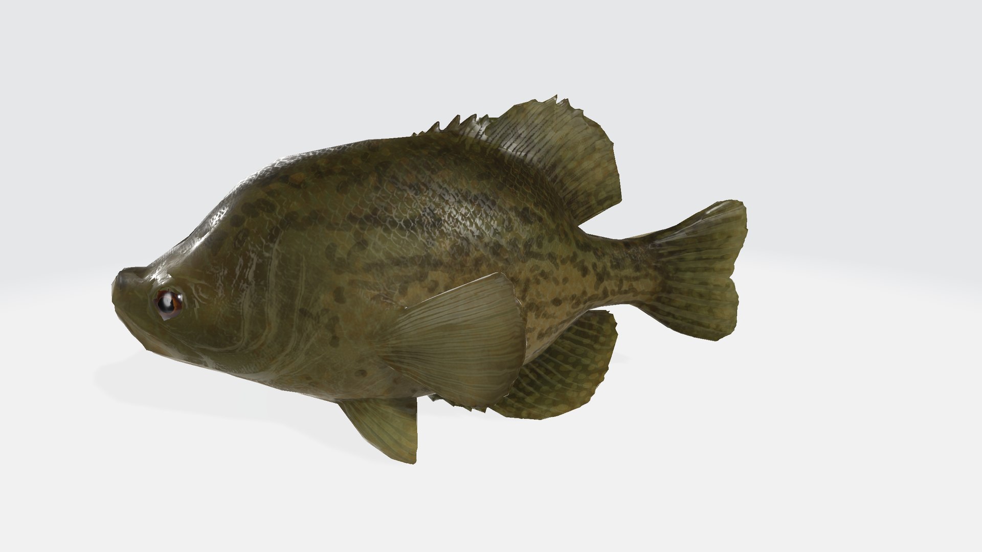 3D Crappies Fish Model - TurboSquid 2410989