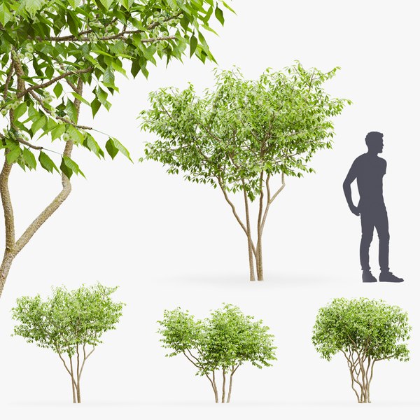 Ptelea trifoliata 3D 모델 - TurboSquid 2234172