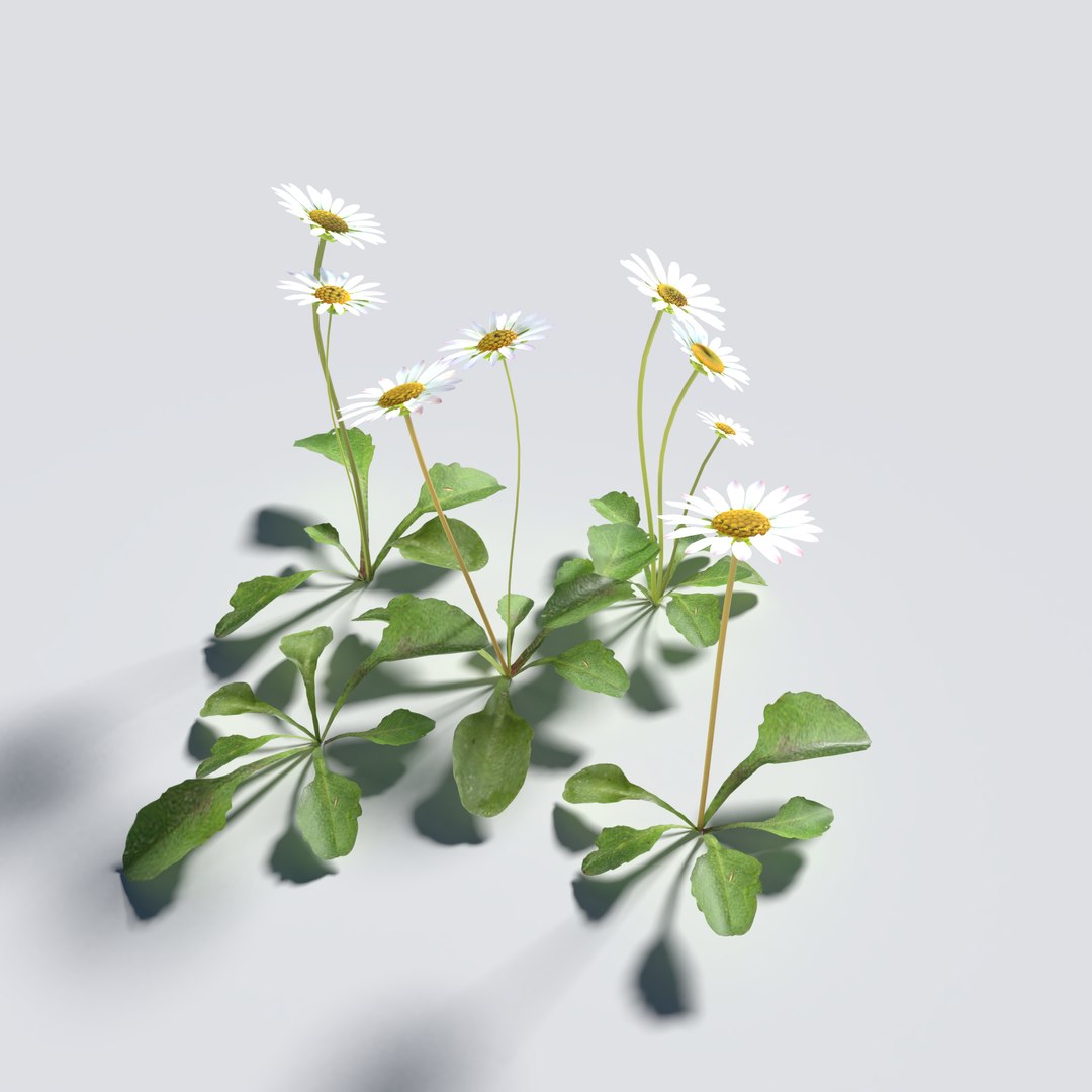 Daisy Pack 3D Model - TurboSquid 1347041