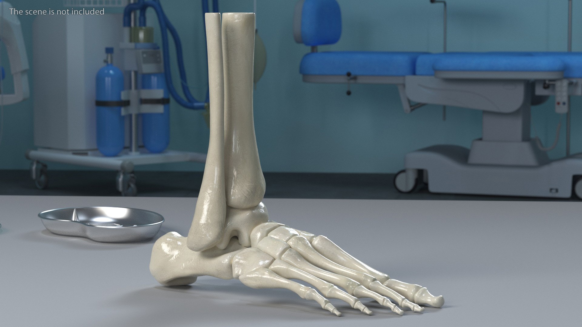 3D Model Medical Anatomical Human Skeleton Foot - TurboSquid 2025925
