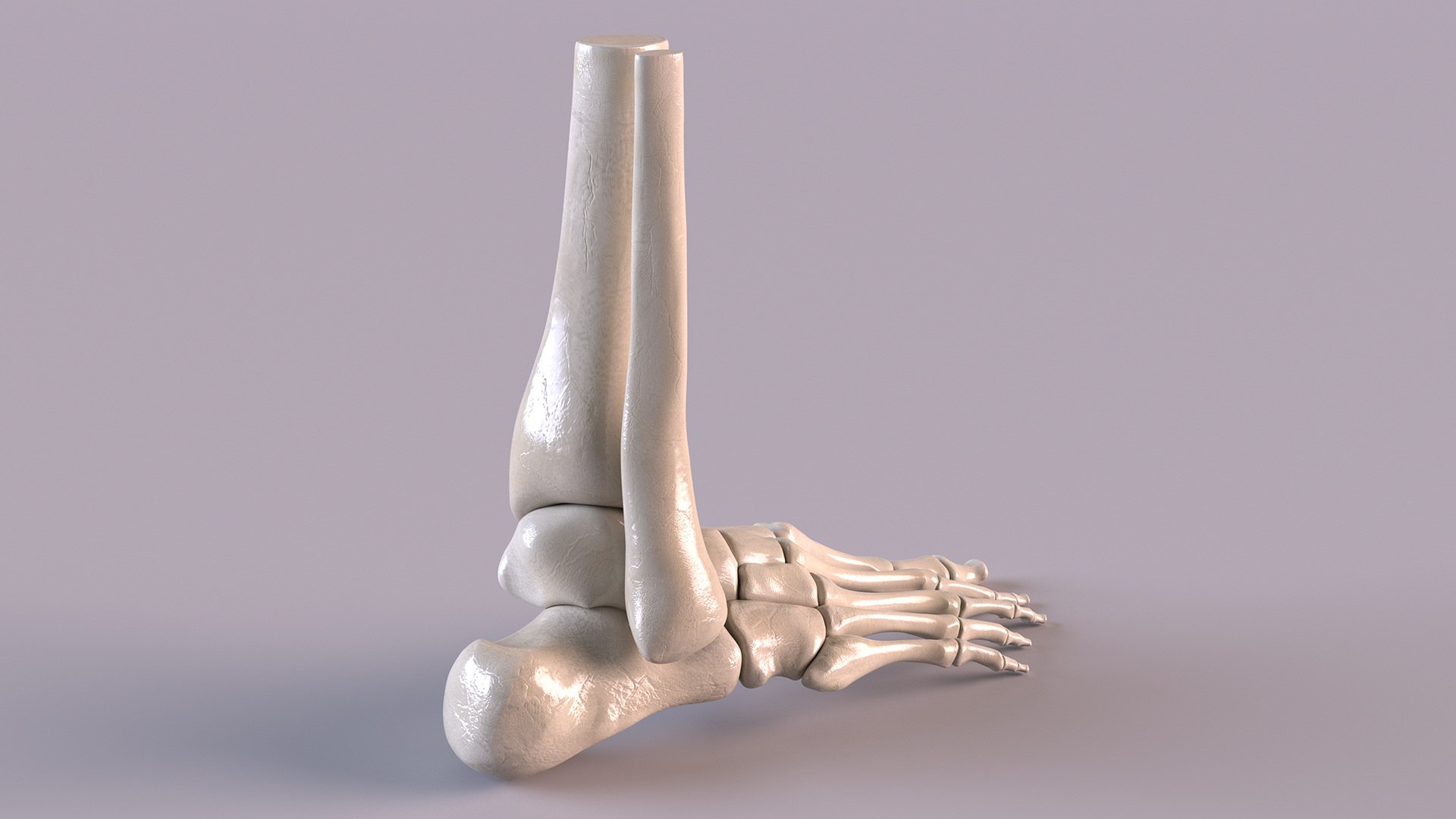 3D model Medical Anatomical Human Skeleton Foot - TurboSquid 2025925