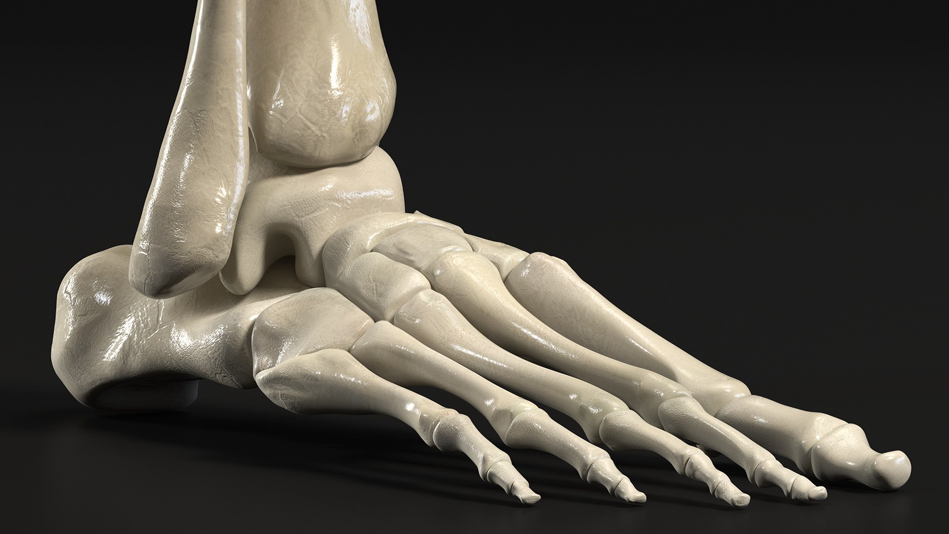 3D model Medical Anatomical Human Skeleton Foot - TurboSquid 2025925