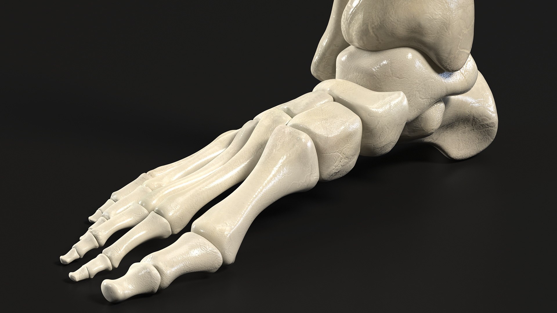 3D model Medical Anatomical Human Skeleton Foot - TurboSquid 2025925