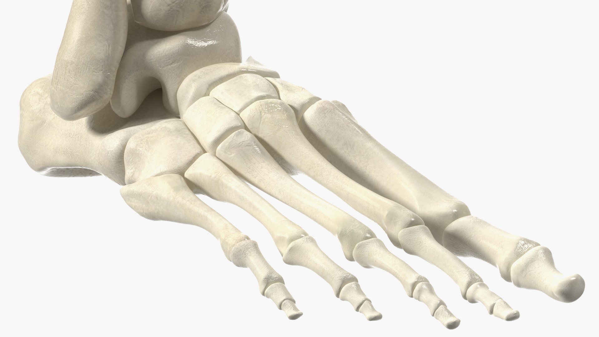 3D model Medical Anatomical Human Skeleton Foot - TurboSquid 2025925