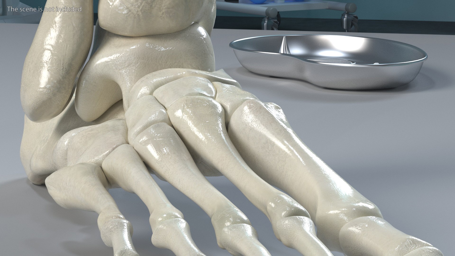 3D model Medical Anatomical Human Skeleton Foot - TurboSquid 2025925