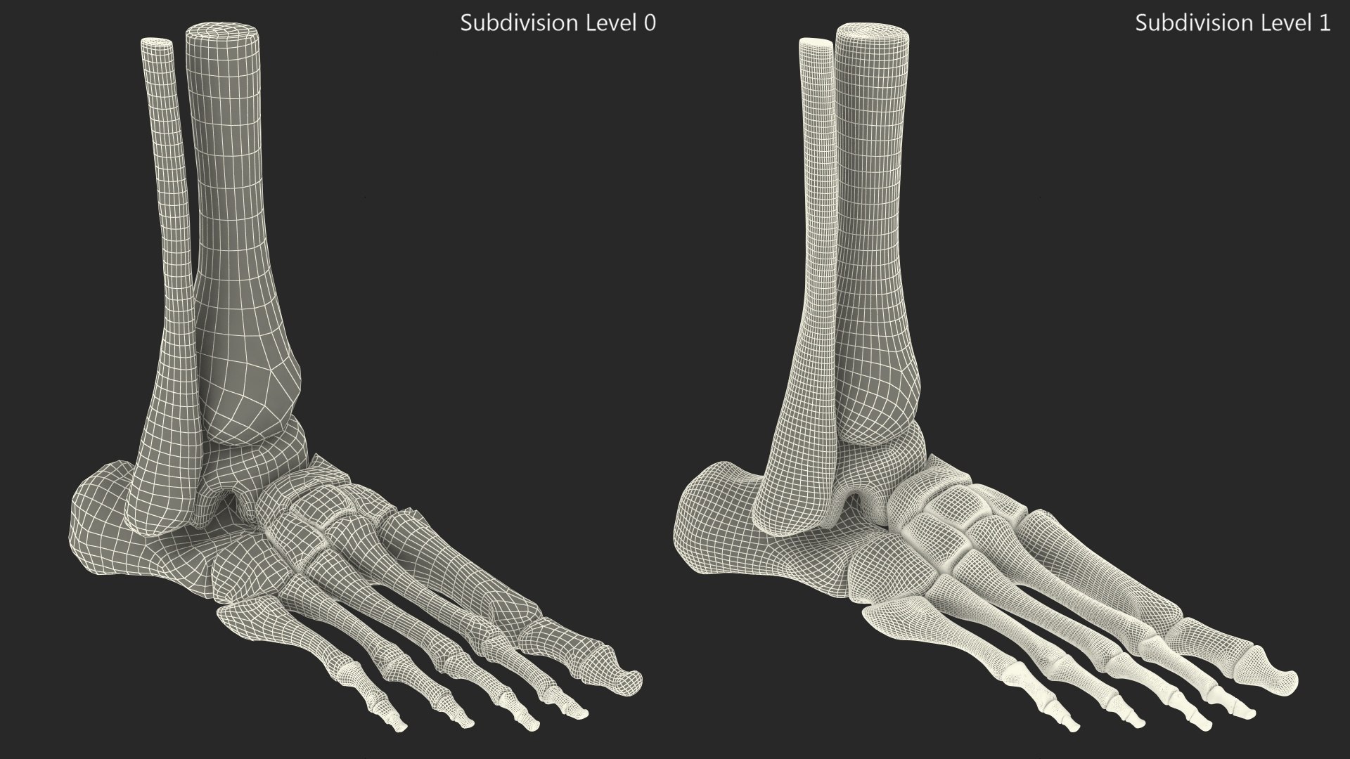 3D model Medical Anatomical Human Skeleton Foot - TurboSquid 2025925