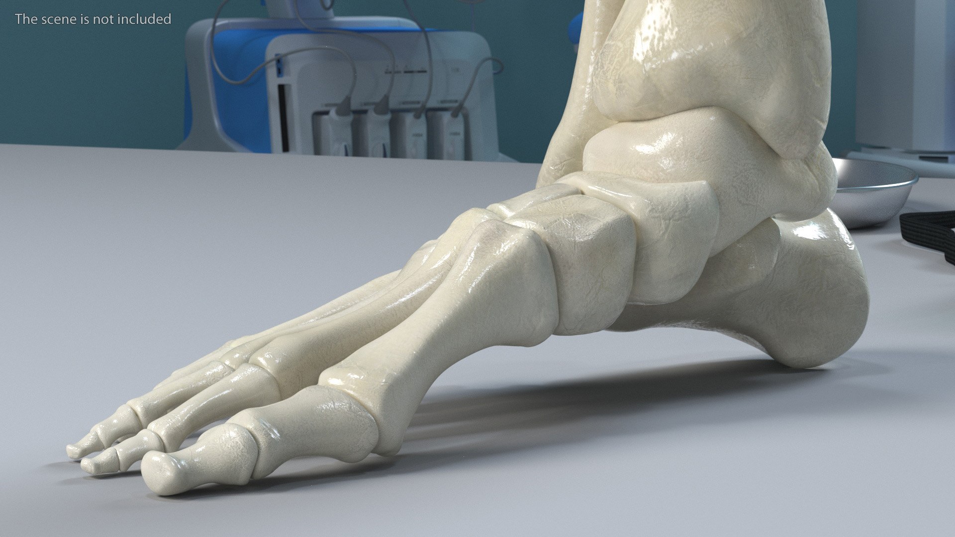 3D Model Medical Anatomical Human Skeleton Foot - TurboSquid 2025925