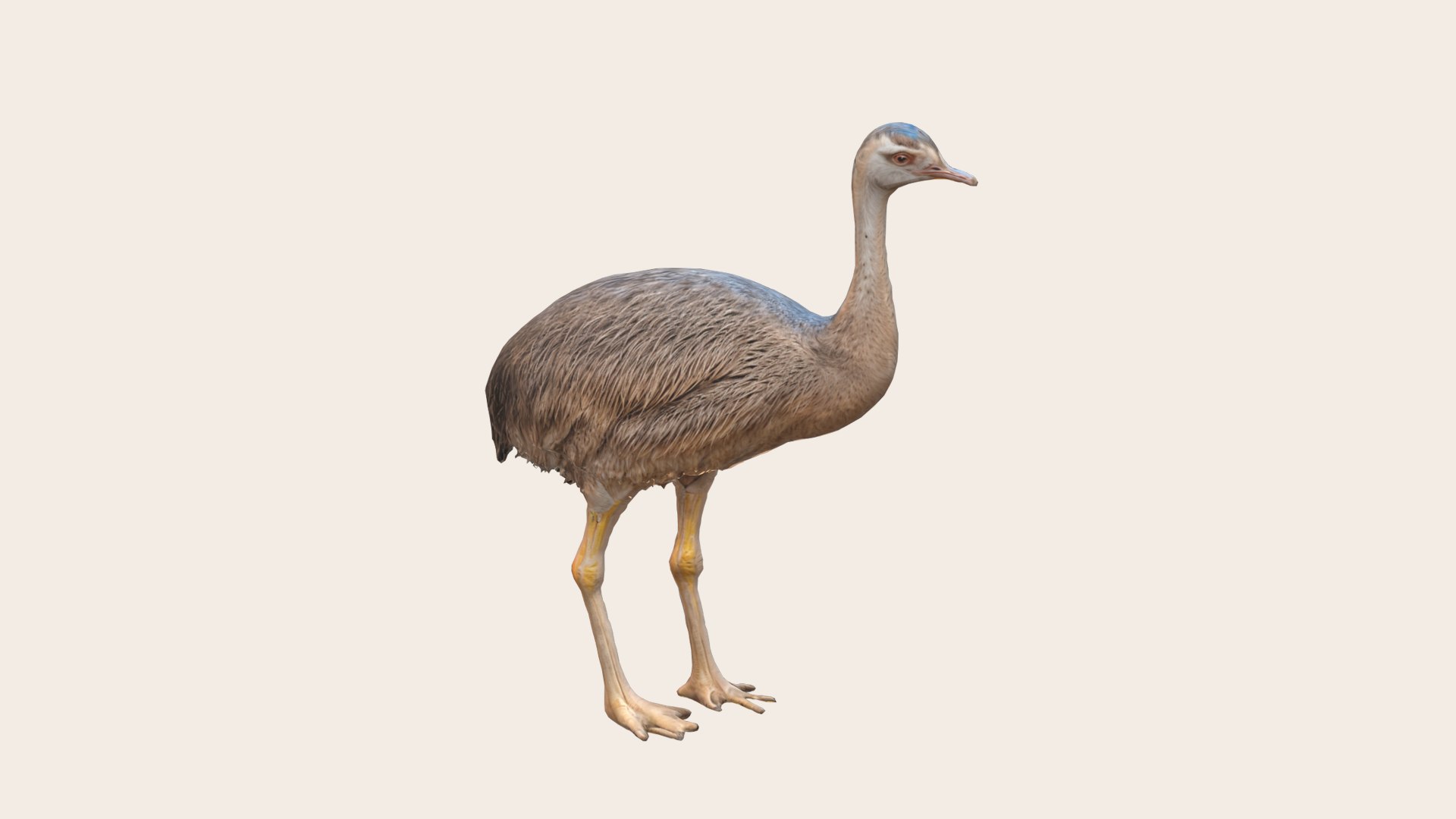 Ostrich 3D Model - TurboSquid 2283987