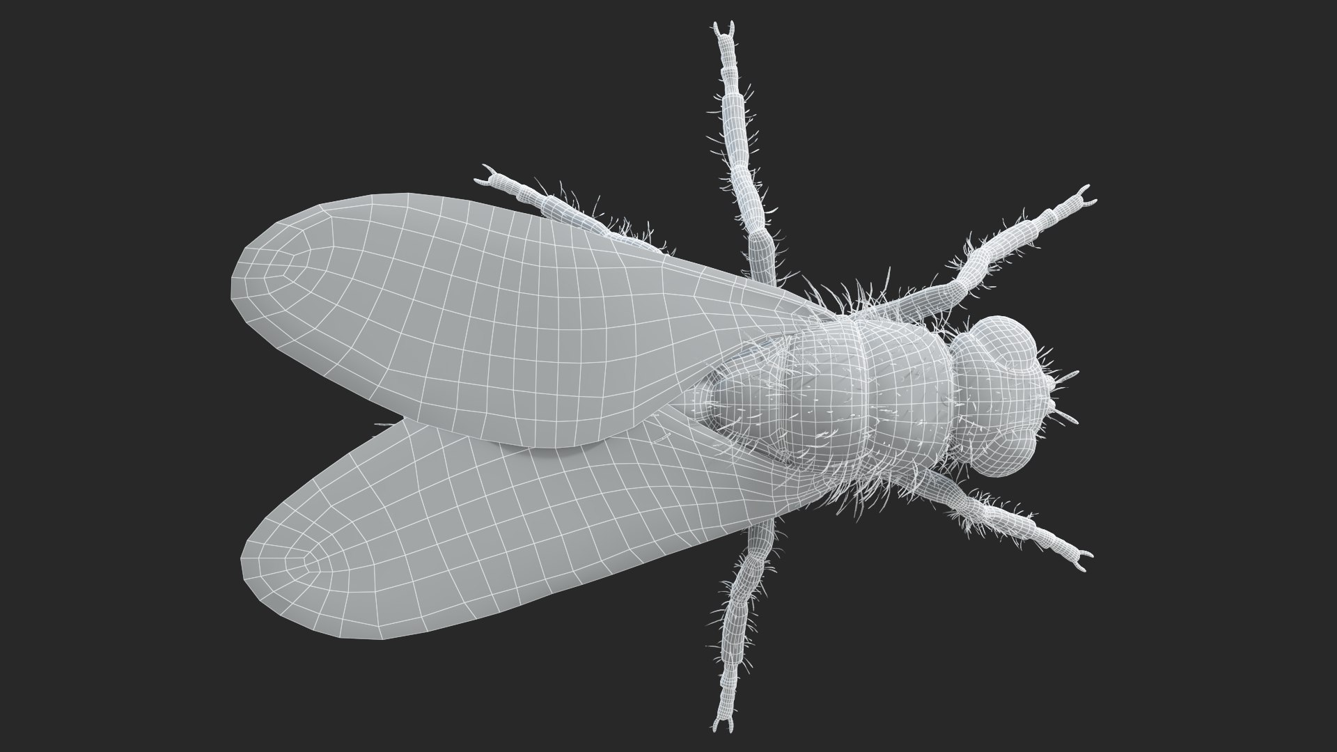 3D Model Fly Static - TurboSquid 2008851