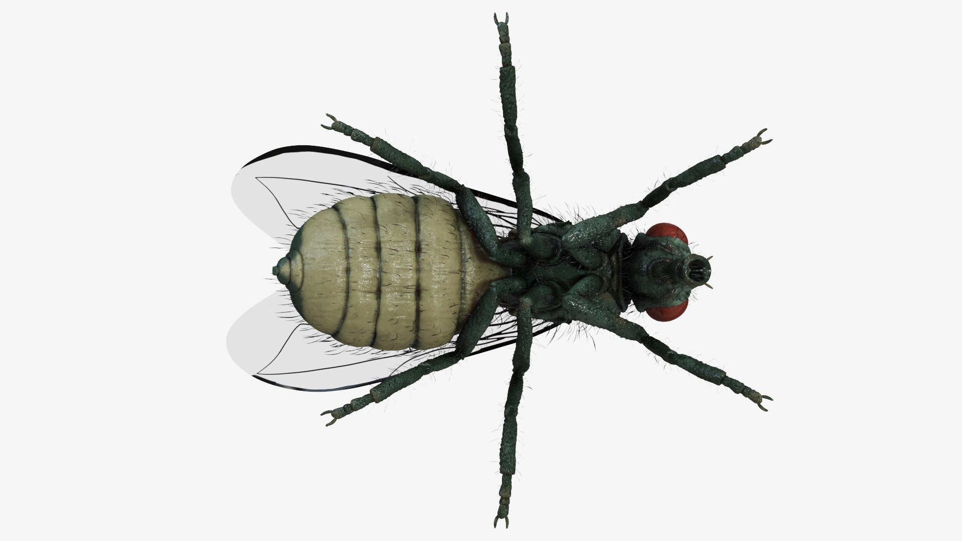 3D Model Fly Static - TurboSquid 2008851