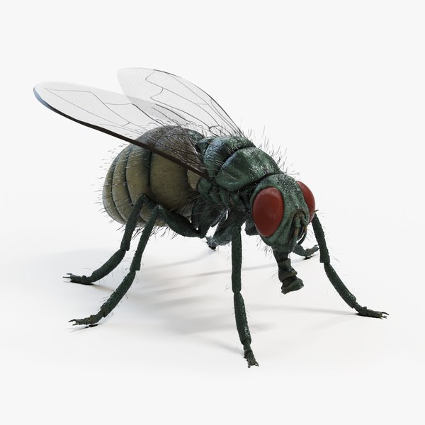 modelo 3d mosca estática - TurboSquid 2008851