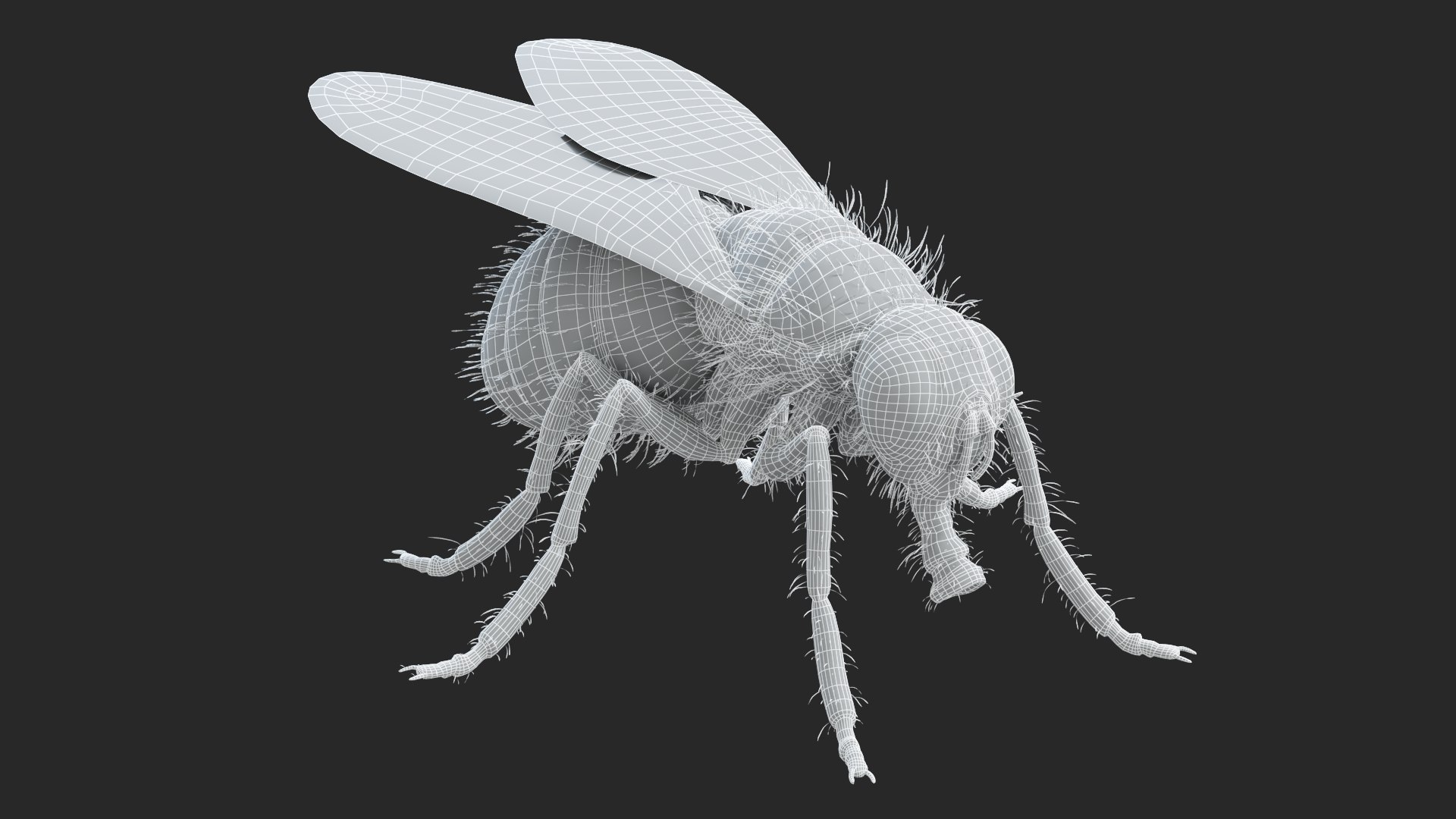 3D Model Fly Static - TurboSquid 2008851