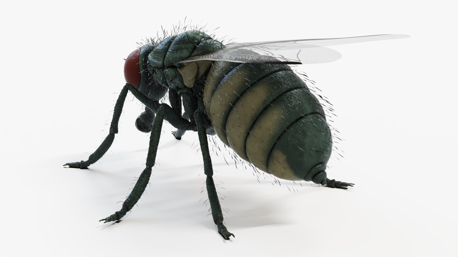 3D Model Fly Static - TurboSquid 2008851